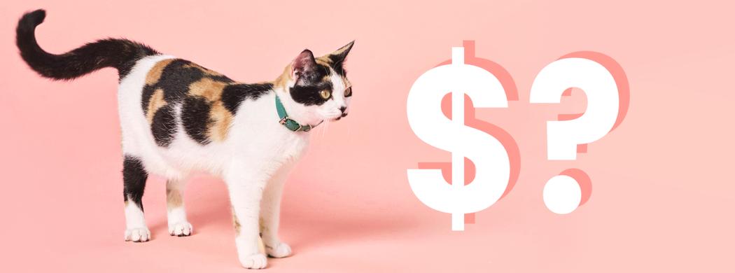 How expensive is owning a cat? | ManyPets