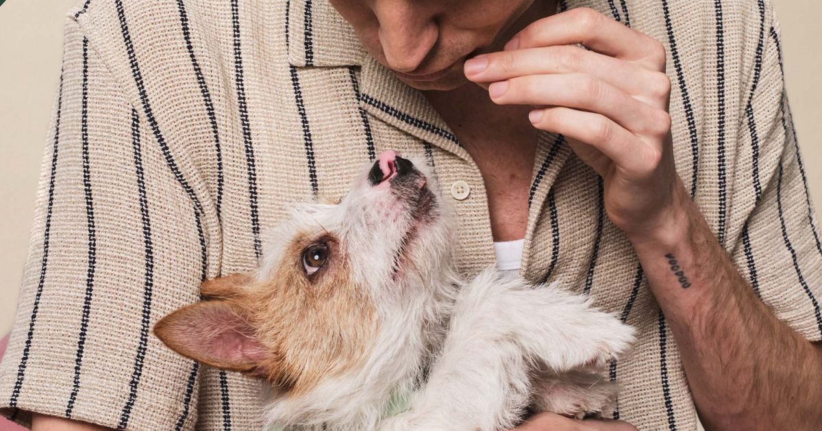 Basic dog training tips and commands you can do at home | ManyPets