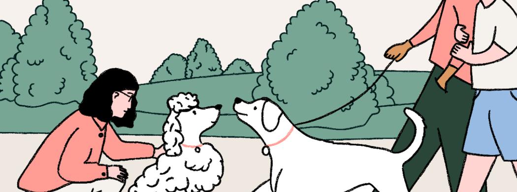 New at the dog park? Here are our top tips | ManyPets