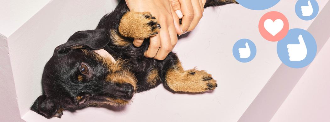 Generation pet: age groups and their attitude to animals | ManyPets