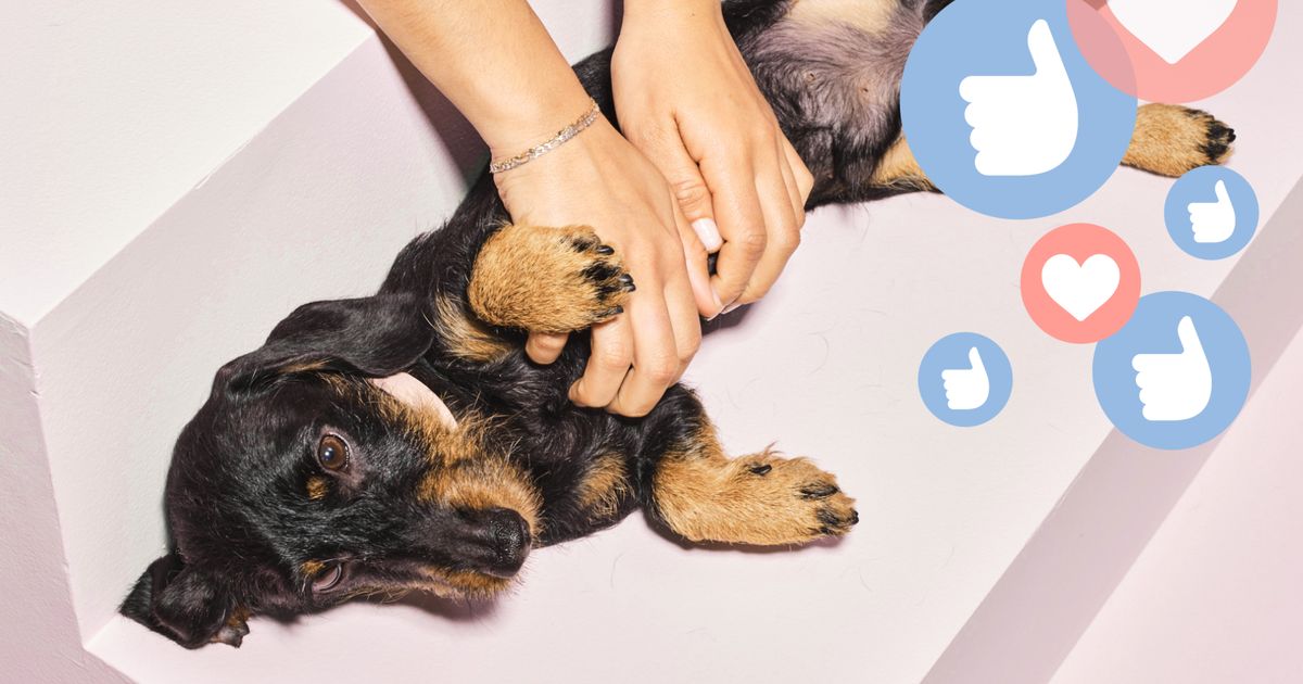 How Different Generations Treat Their Pets | ManyPets