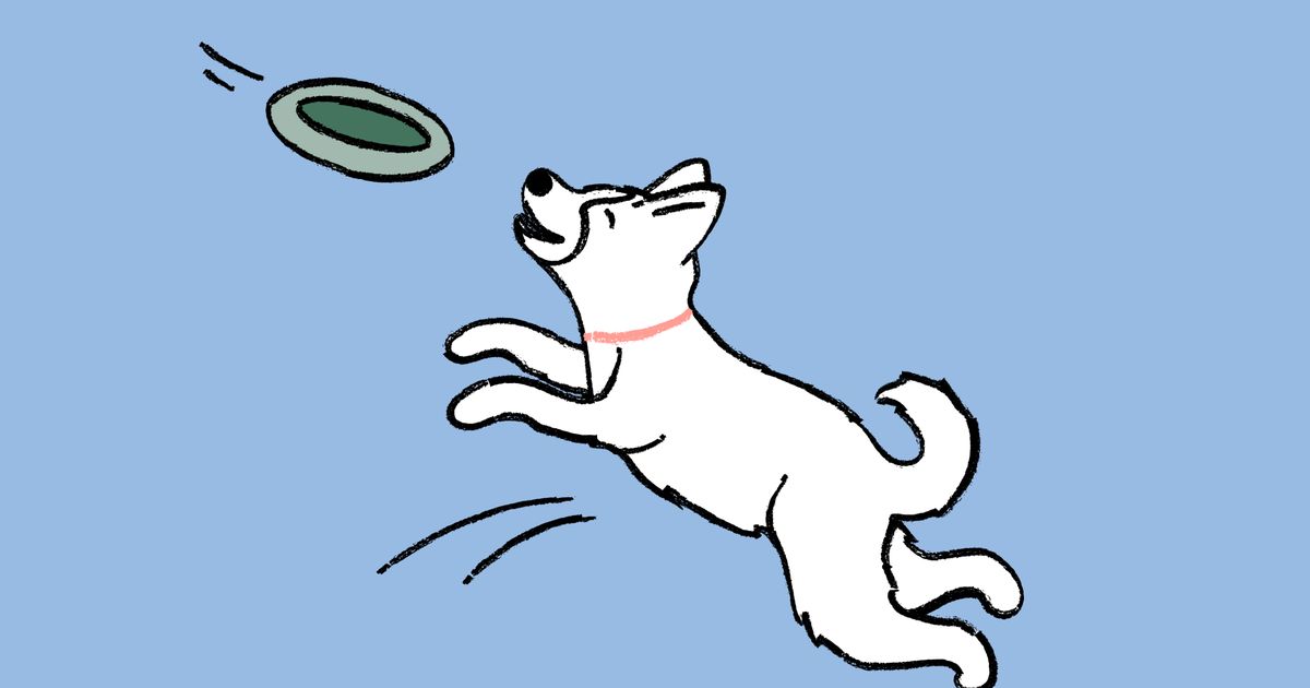 Best dog breeds for agility training | ManyPets