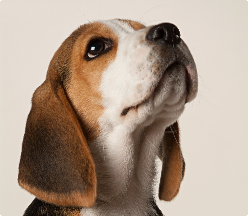Common health problems with Beagles | ManyPets