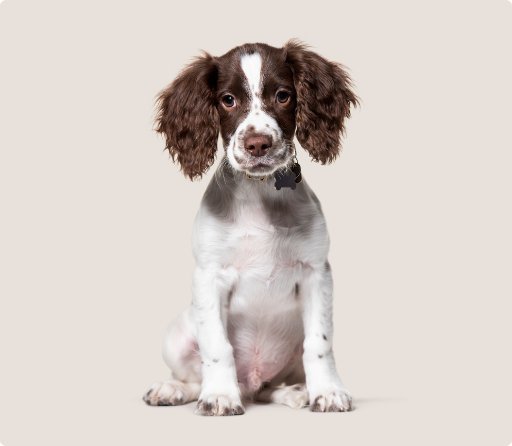 5 common English springer spaniel health problems | ManyPets