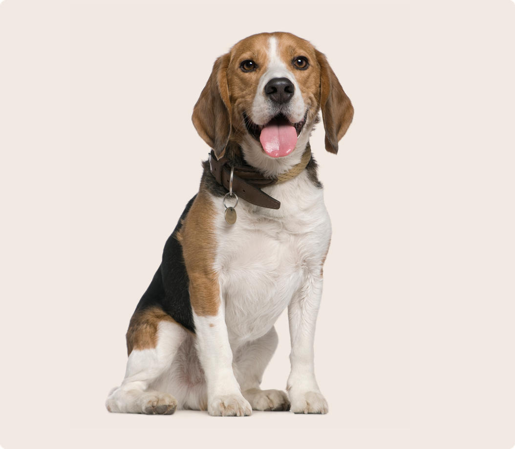 10 best medium-sized dog breeds for every type of family | ManyPets