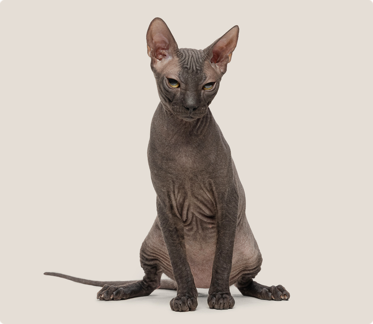 Mexican Hairless Cat insurance | ManyPets