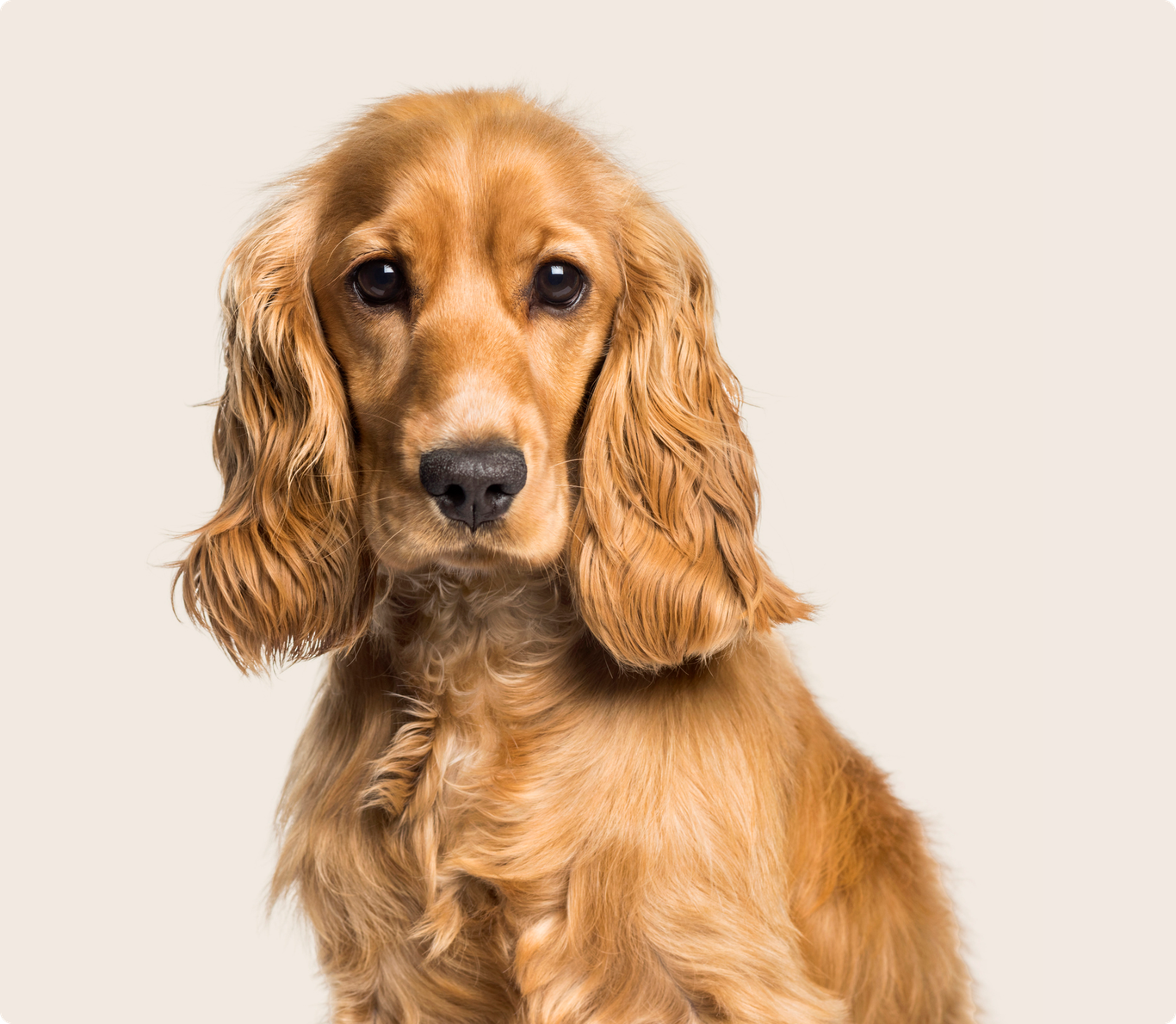 Cocker Spaniel insurance | ManyPets