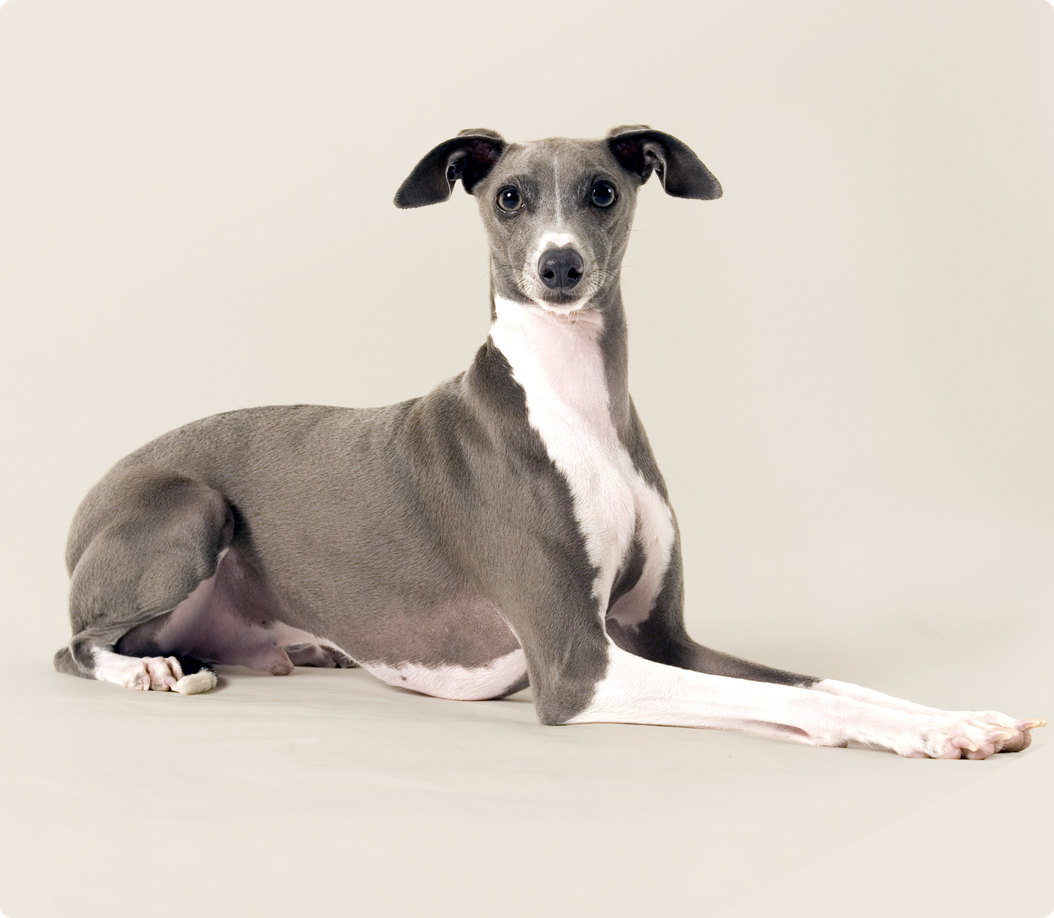 Best (and worst) dog breeds for seniors | ManyPets