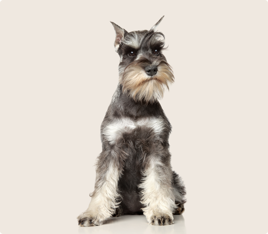 Common health problems with Miniature Schnauzers | ManyPets