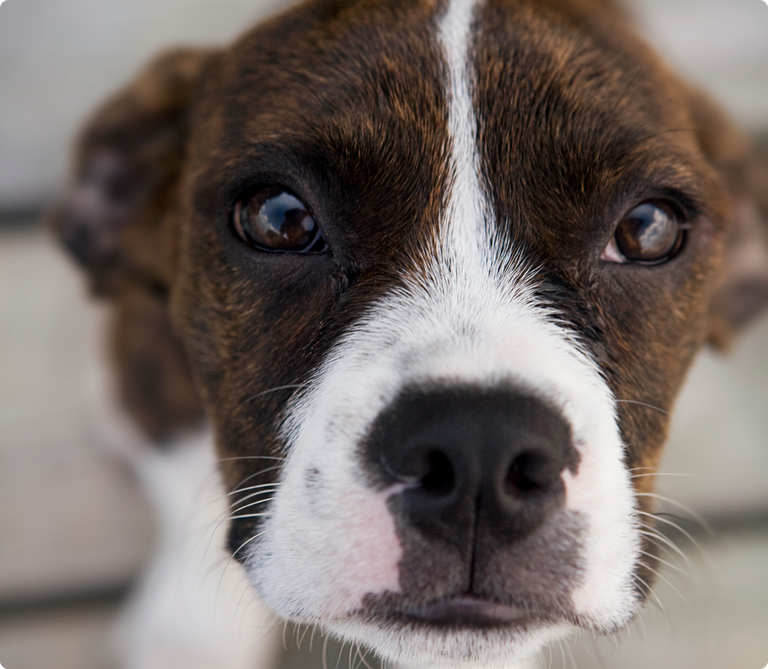 Bogle insurance | ManyPets