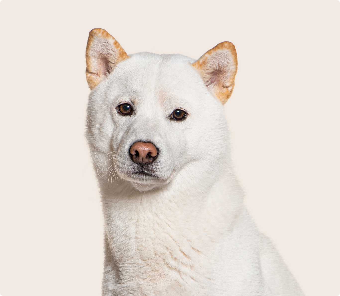 Shiba Inu Dog Insurance | Get a Quote | ManyPets