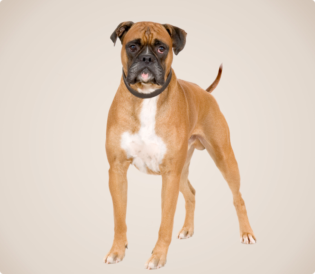 What are the best family guard dogs? | ManyPets