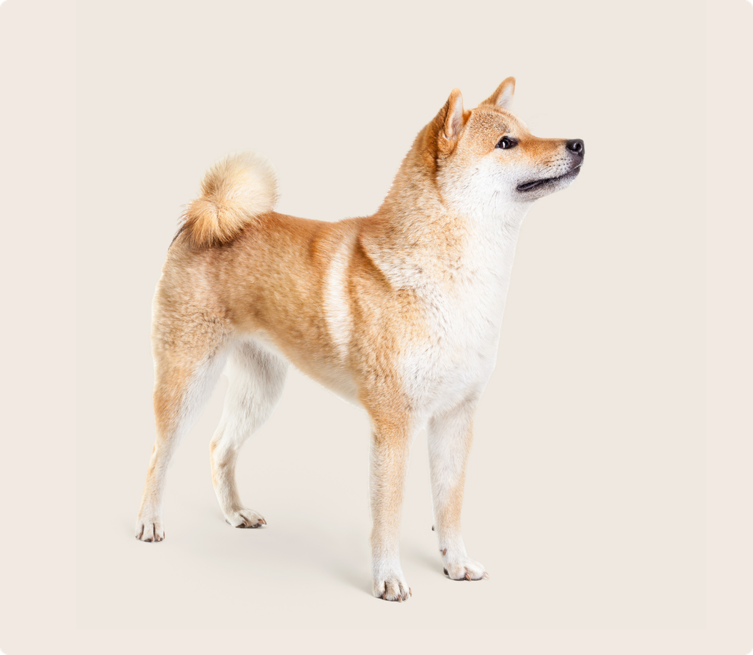 Common health problems with Shiba Inus | ManyPets