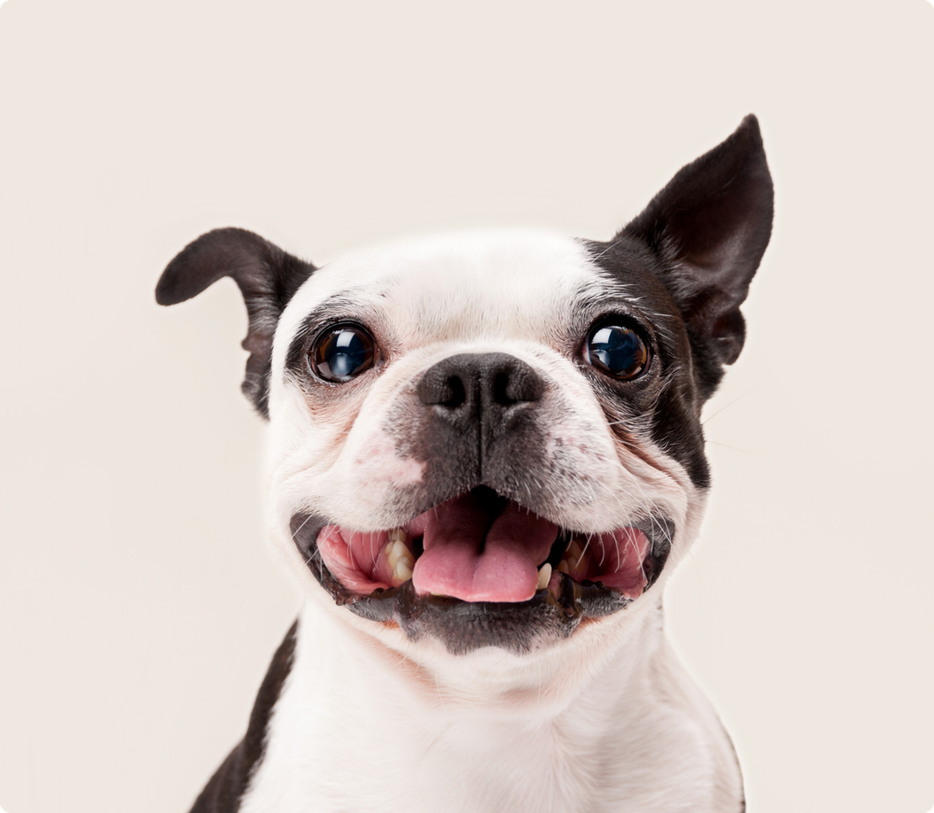 The most common health problems in Boston Terriers | ManyPets