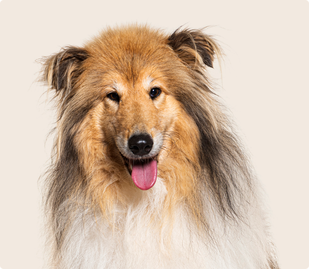 The 15 friendliest dog breeds | ManyPets