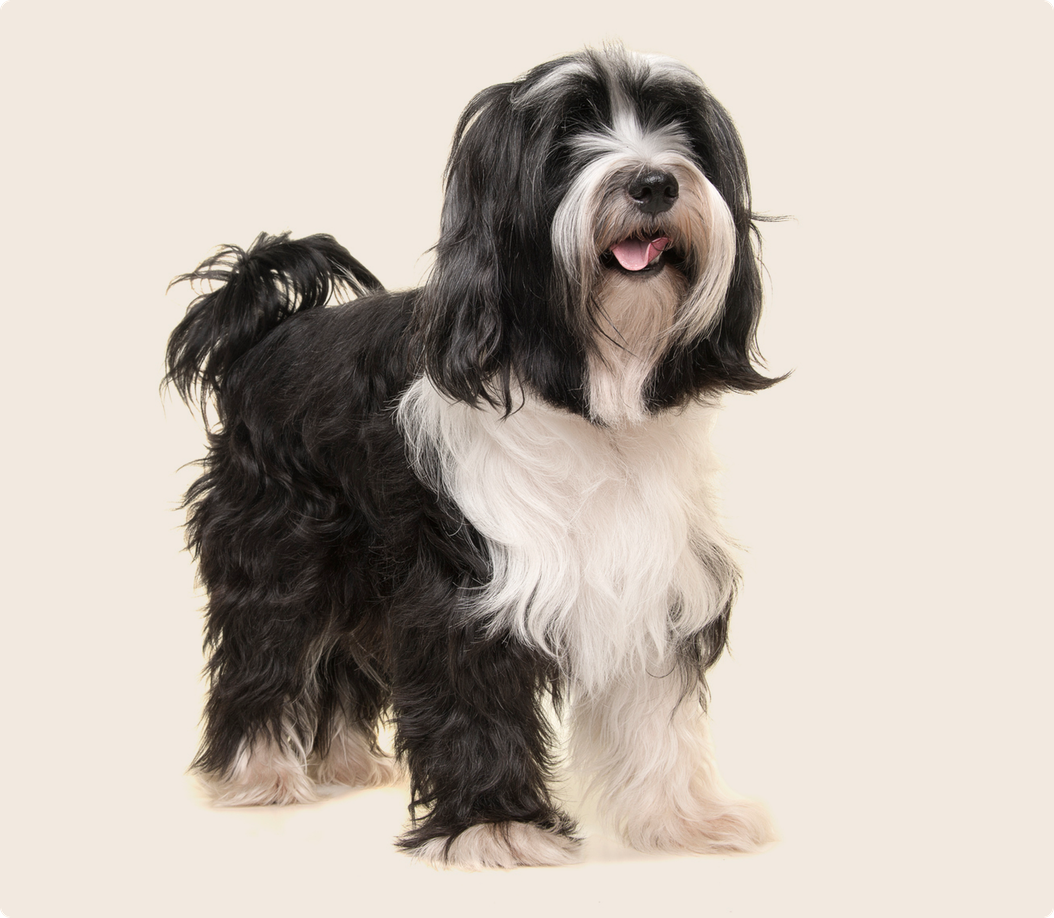 Common health problems with Tibetan Terriers | ManyPets