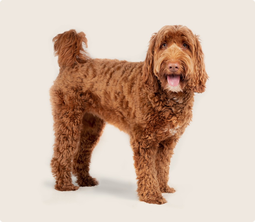 Best dog breeds for hot weather climates | ManyPets