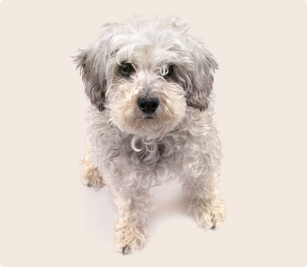 10 best medium-sized dog breeds for every type of family | ManyPets