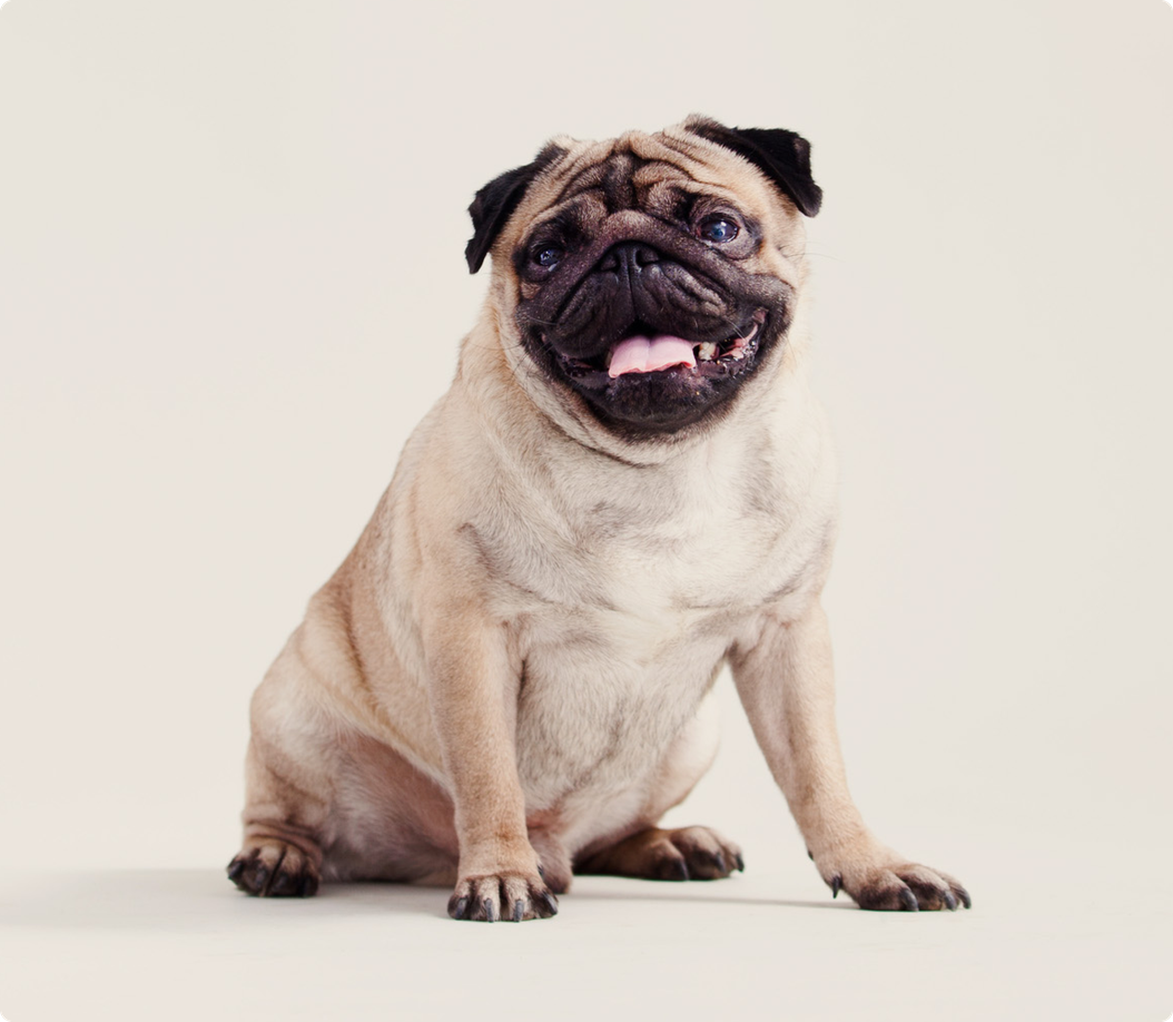 Common health problems with Pugs | ManyPets
