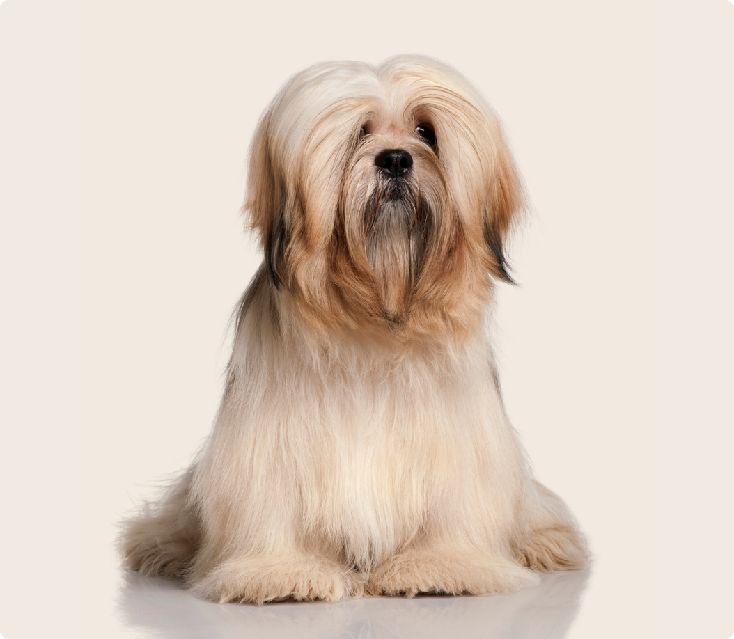 Lhasa Apso common health problems | ManyPets