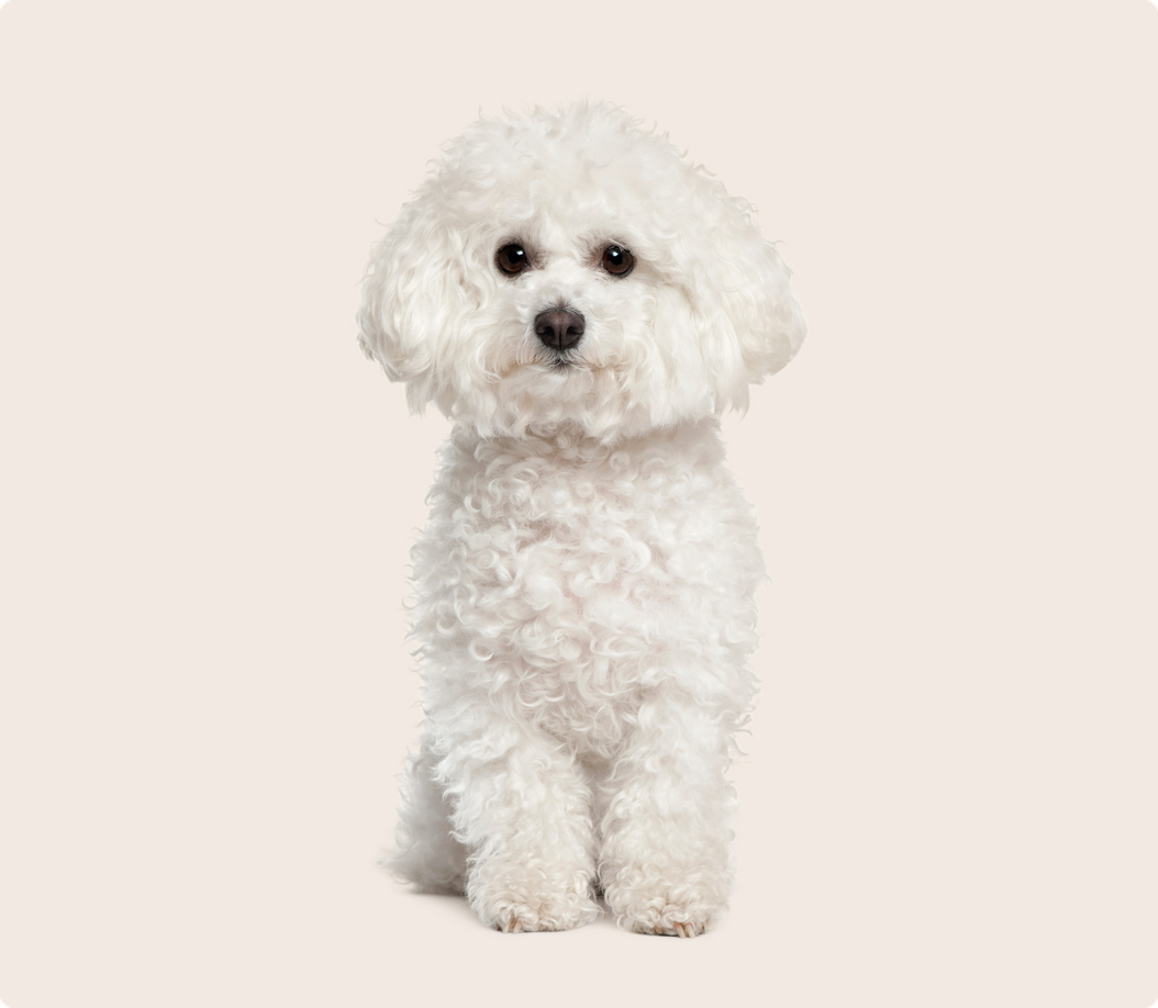 7 Bichon Frisé health issues (and what ~22% of them die from) | ManyPets