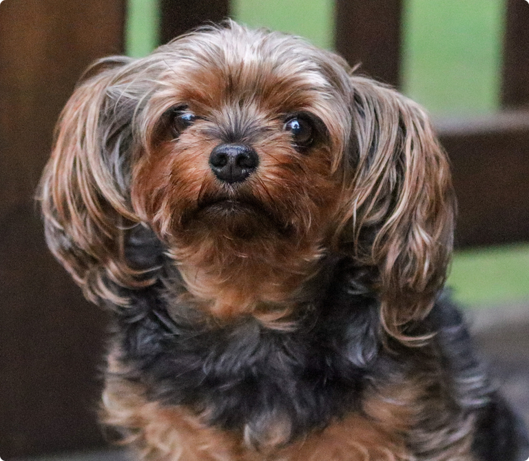 Yorkipoo Insurance | Get a quote | ManyPets