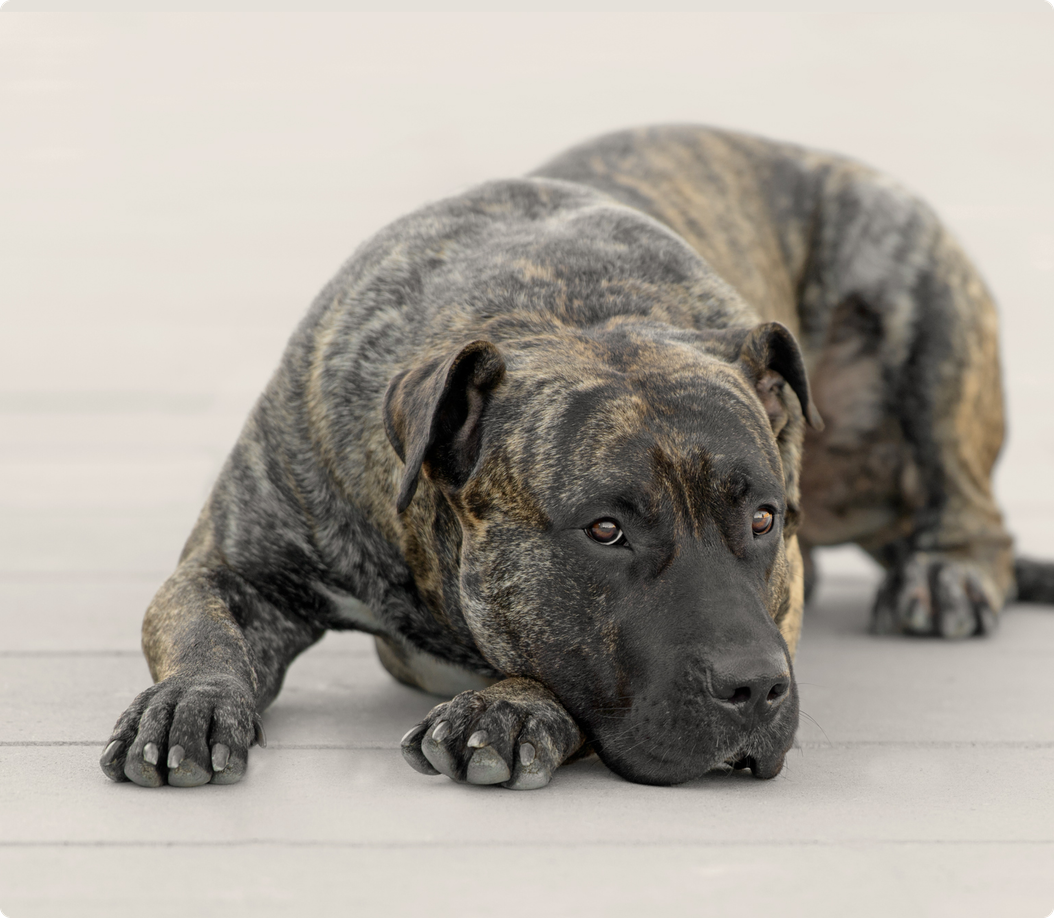 10 dog breeds with aggressive reputations | ManyPets
