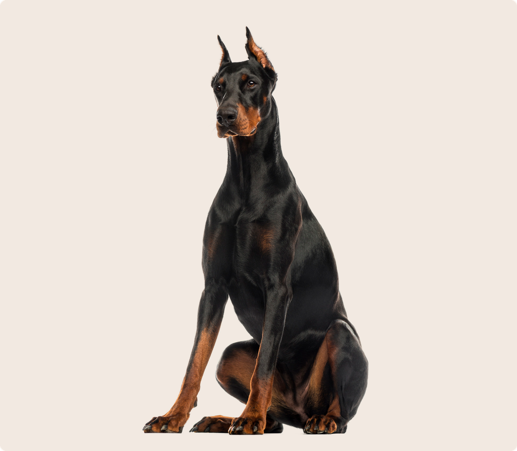 Best dog breeds for hot weather climates | ManyPets