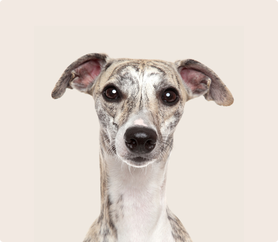 Best dog breeds for hot weather climates | ManyPets