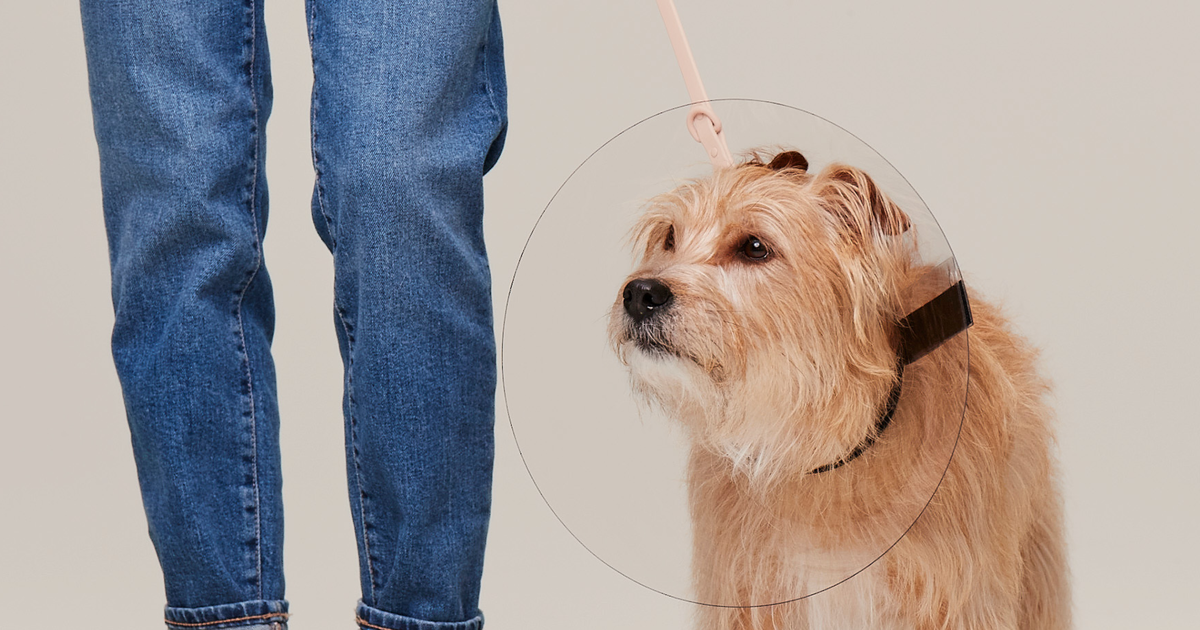 How does pet insurance work? | ManyPets