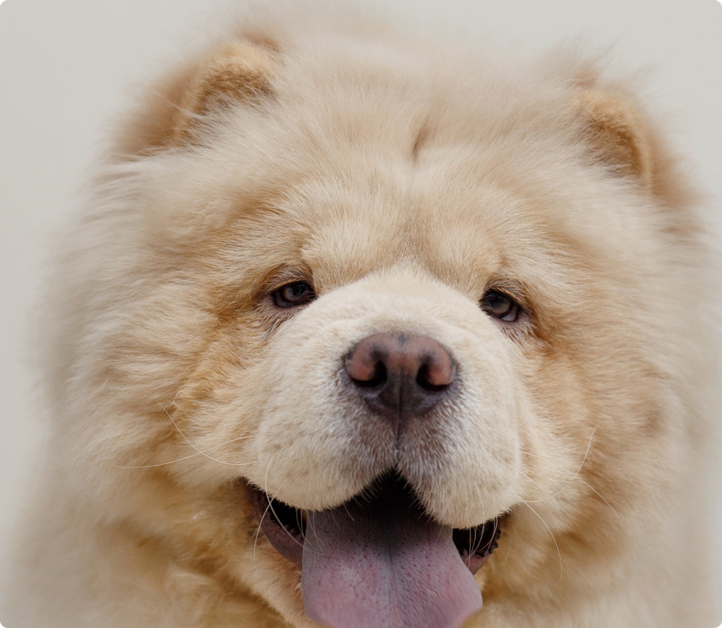 Most common Chow Chow health conditions | ManyPets