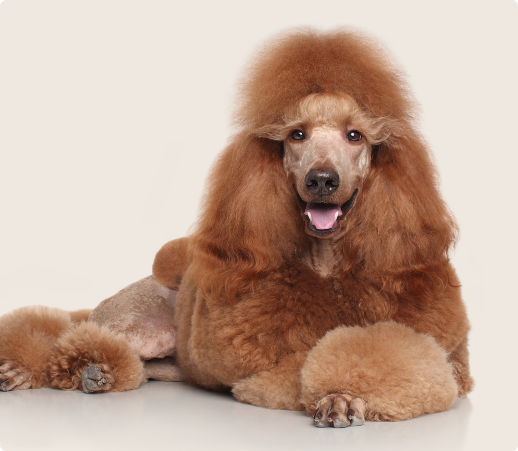 Addison's disease in dogs | ManyPets