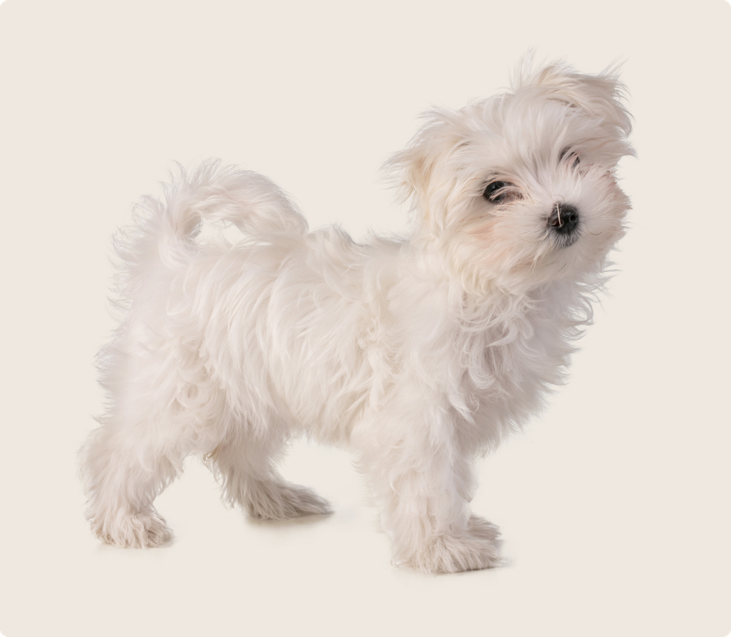 Common health problems with Malteses | ManyPets