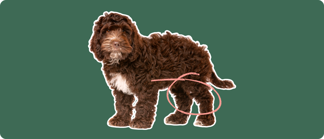 Common health problems in cockapoos: What to know | ManyPets