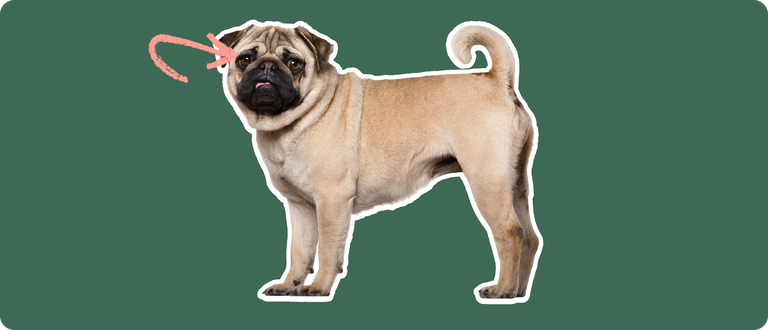 Pug Insurance | Get a quote | ManyPets