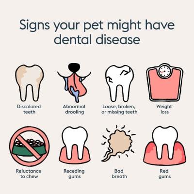 The most common dental problems in cats and dogs | ManyPets