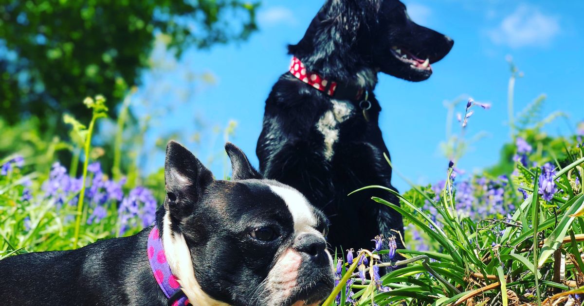 7 best dog parks in Philadelphia | ManyPets