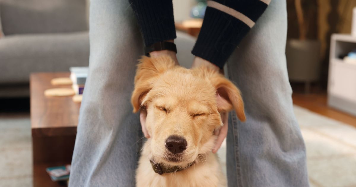 How & where to buy a puppy | ManyPets