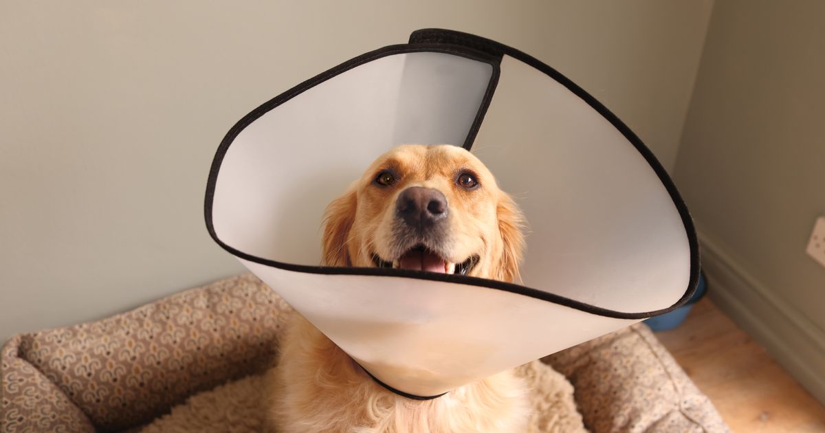 The 10 Most Common Health Issues In Dogs | ManyPets