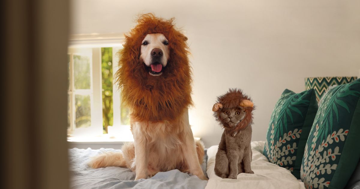 The ultimate cat exercise guide | ManyPets