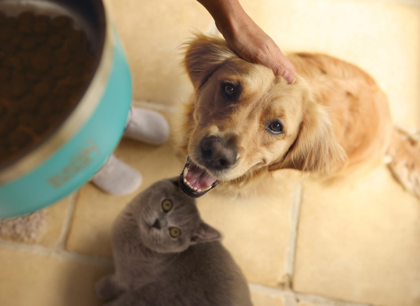pet-insurance-perks-manypets