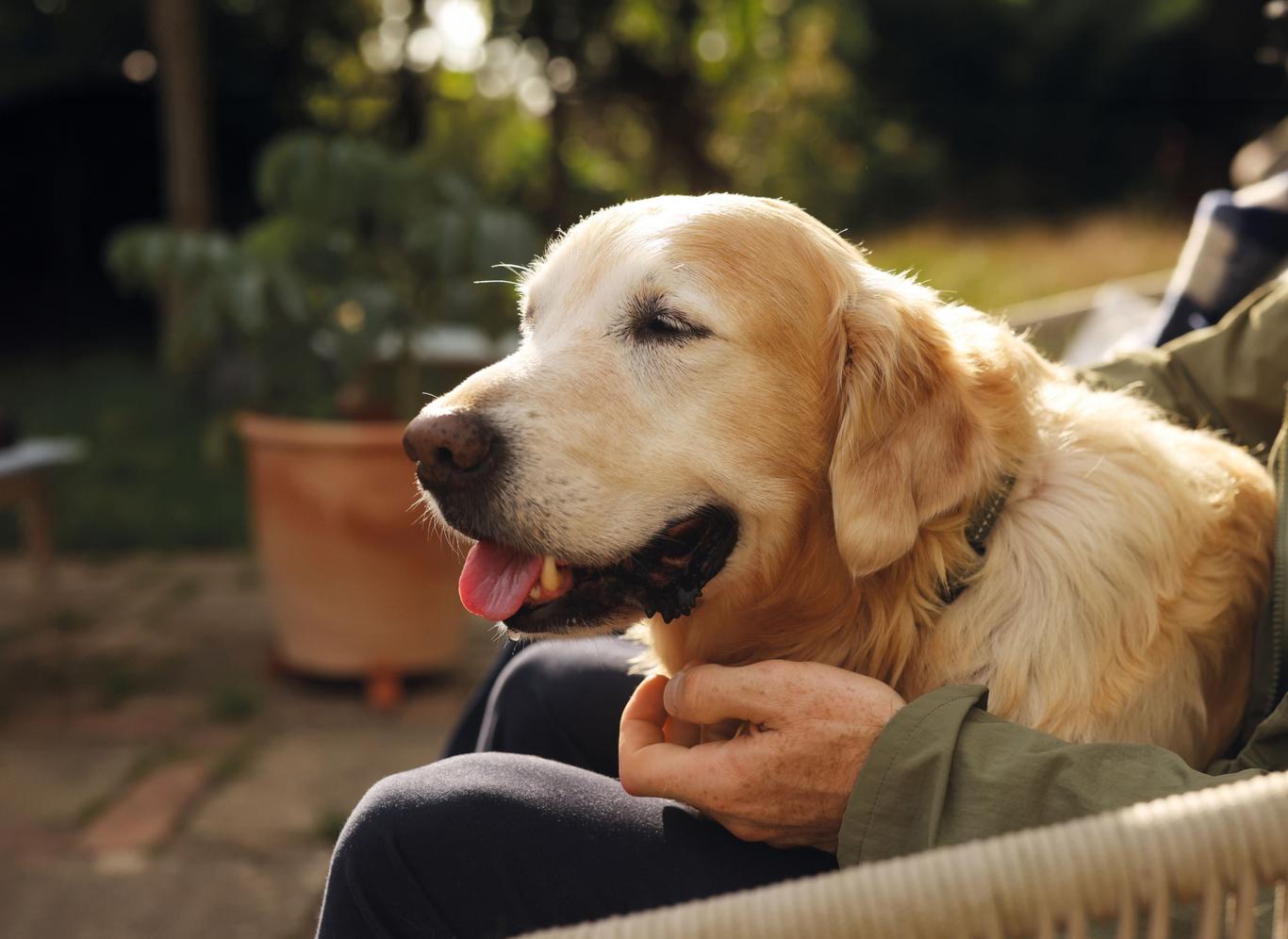 Pet Insurance cover for pre existing conditions ManyPets