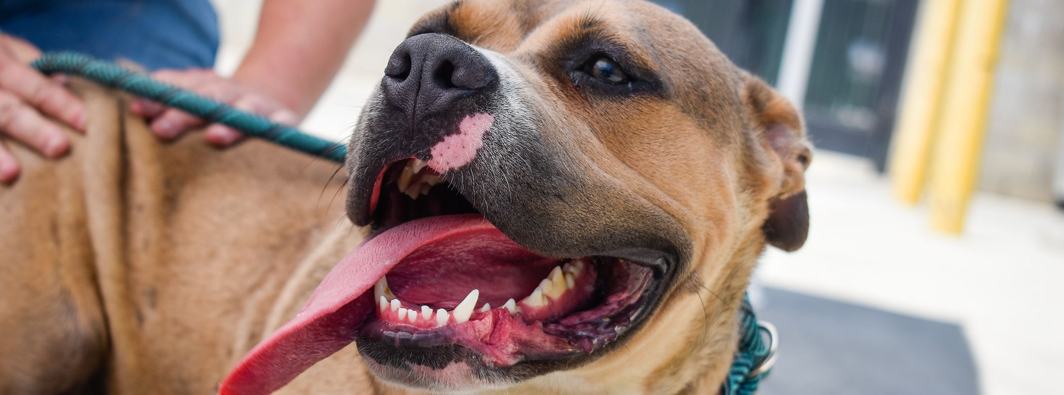 Tips for Training an Aggressive Dog | ManyPets