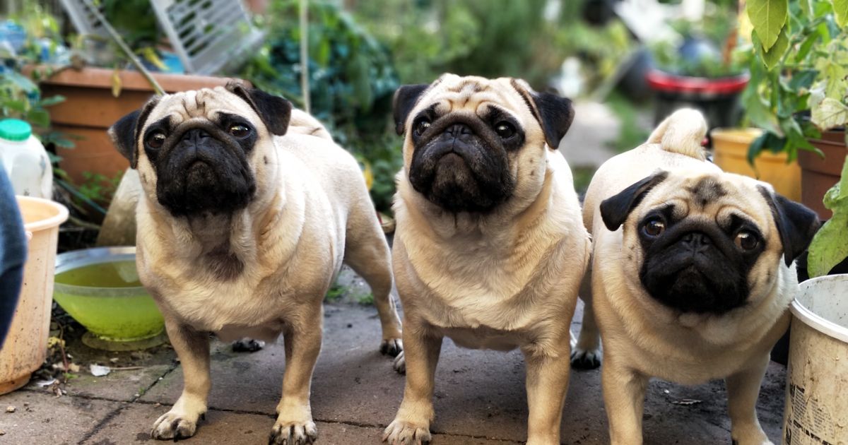 11 dog-friendly bars and restaurants in Philadelphia | ManyPets