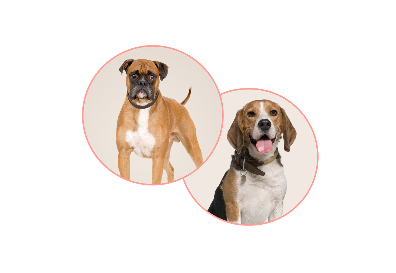 Bogle insurance | ManyPets