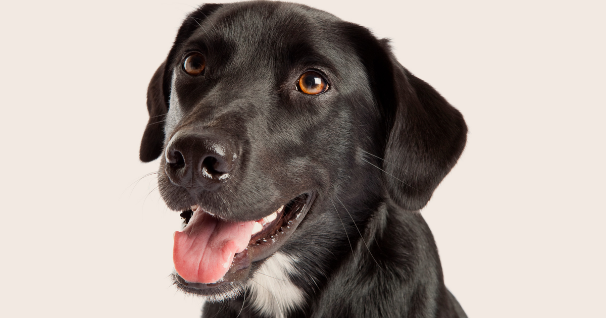 Most common health issues in Labrador Retrievers | ManyPets