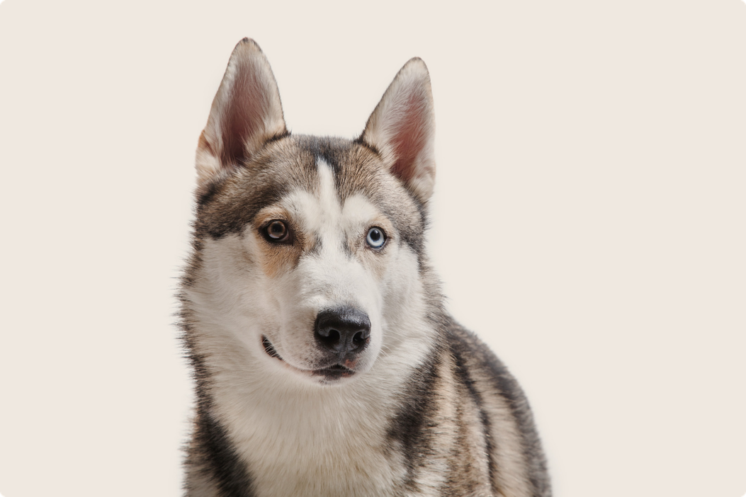 Top 10 most stubborn dog breeds | ManyPets