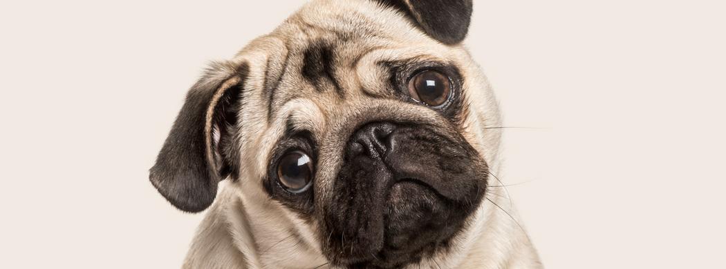 Common health problems with Pugs | ManyPets