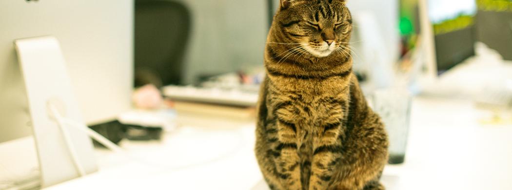 Is your cat bored? | ManyPets