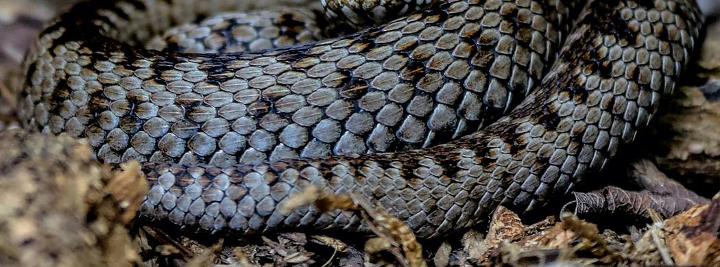 Adder bites on dogs | ManyPets